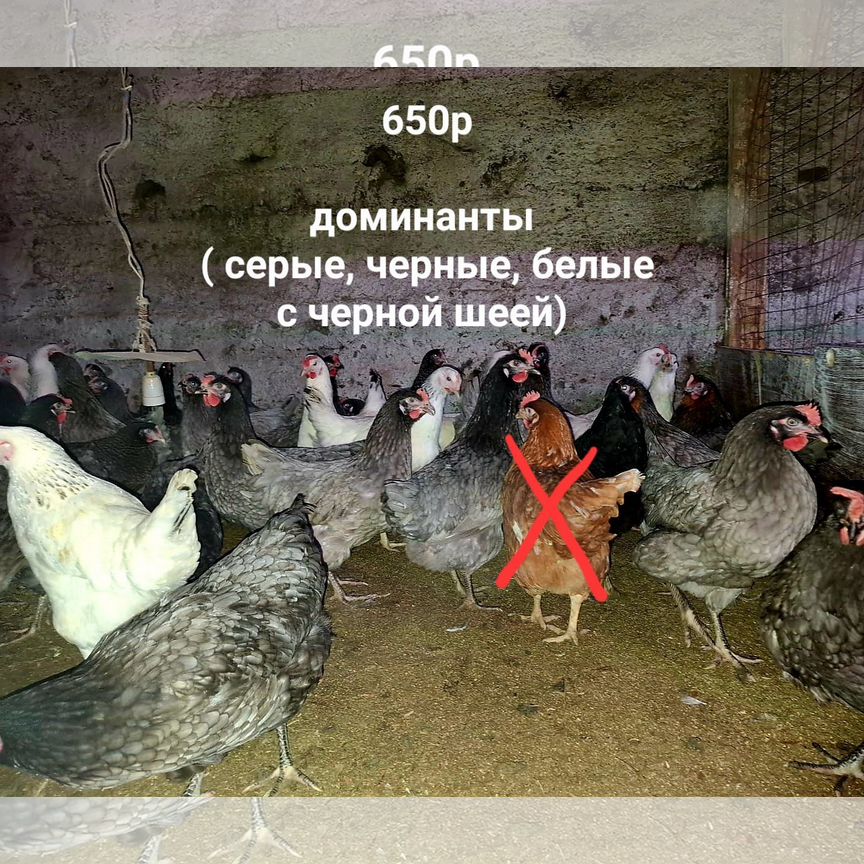 Куры на яйцо, ноябрь