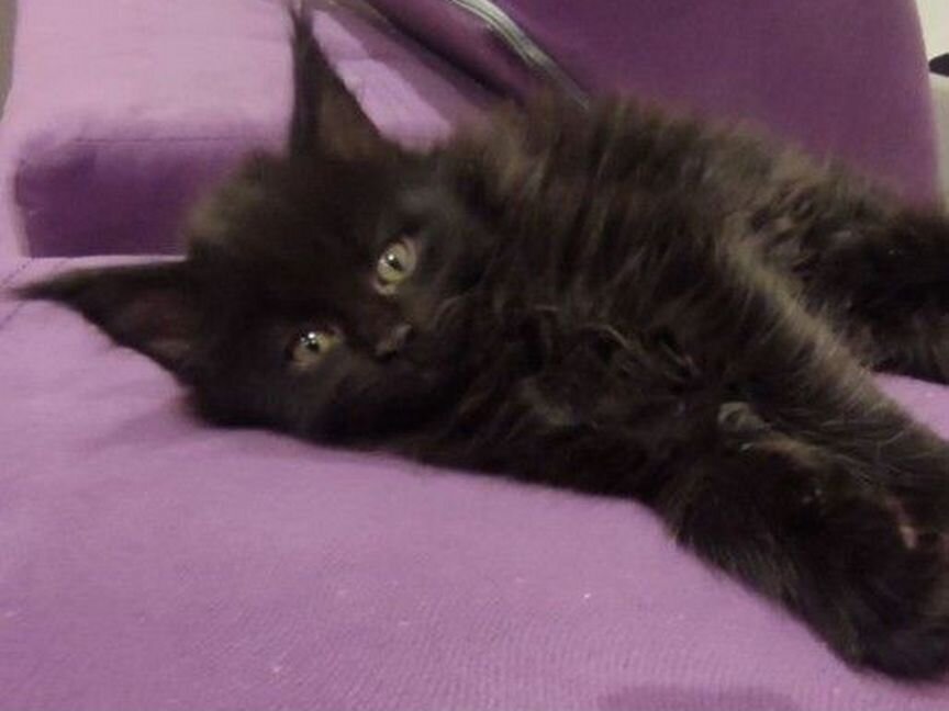 Котэки с кистями