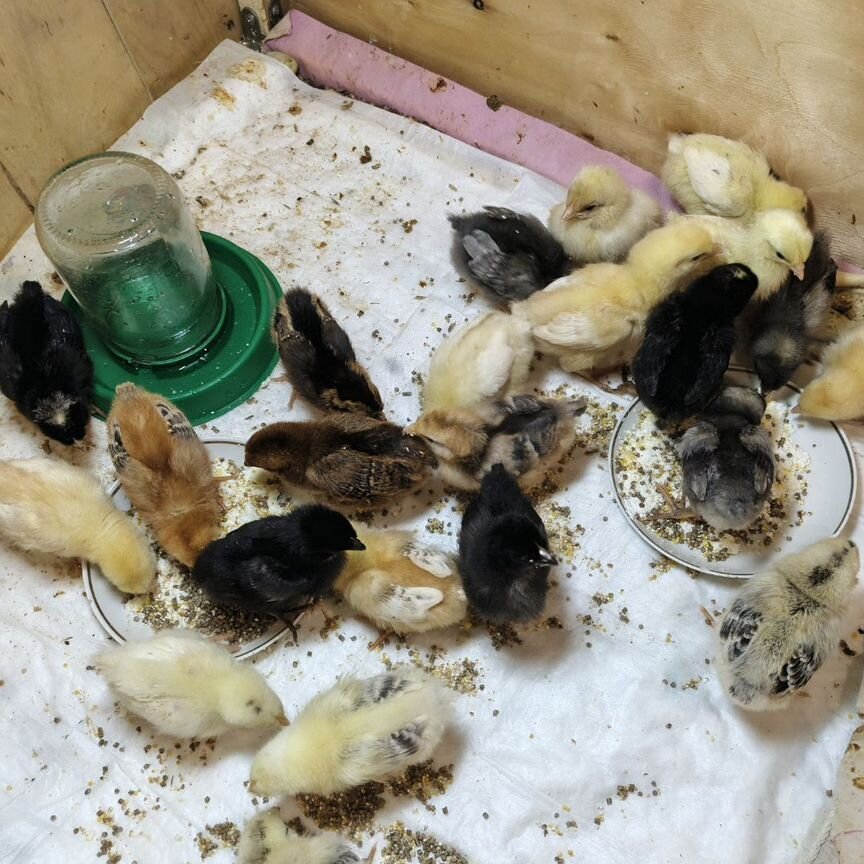 Цыплята несушки доминант