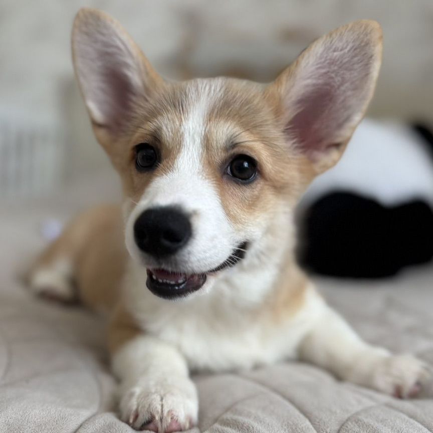 Вельш Корги Пемброк, щенок