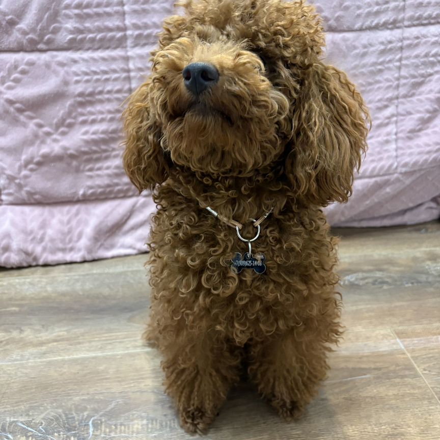 Пудель, щенок