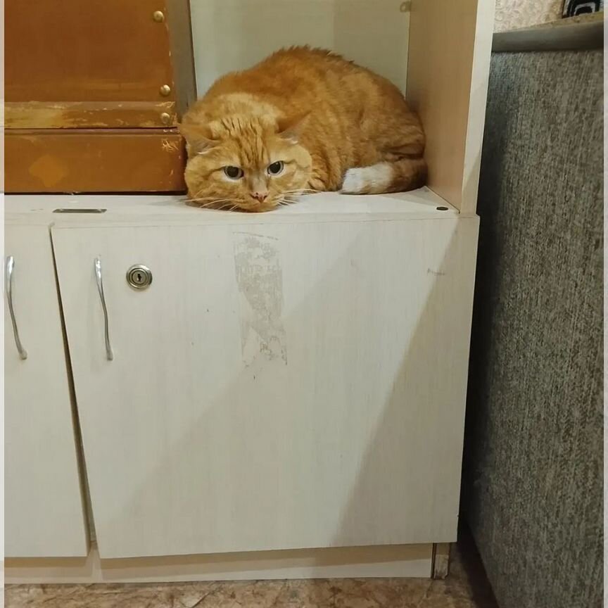 Взрослый кот в добрые руки