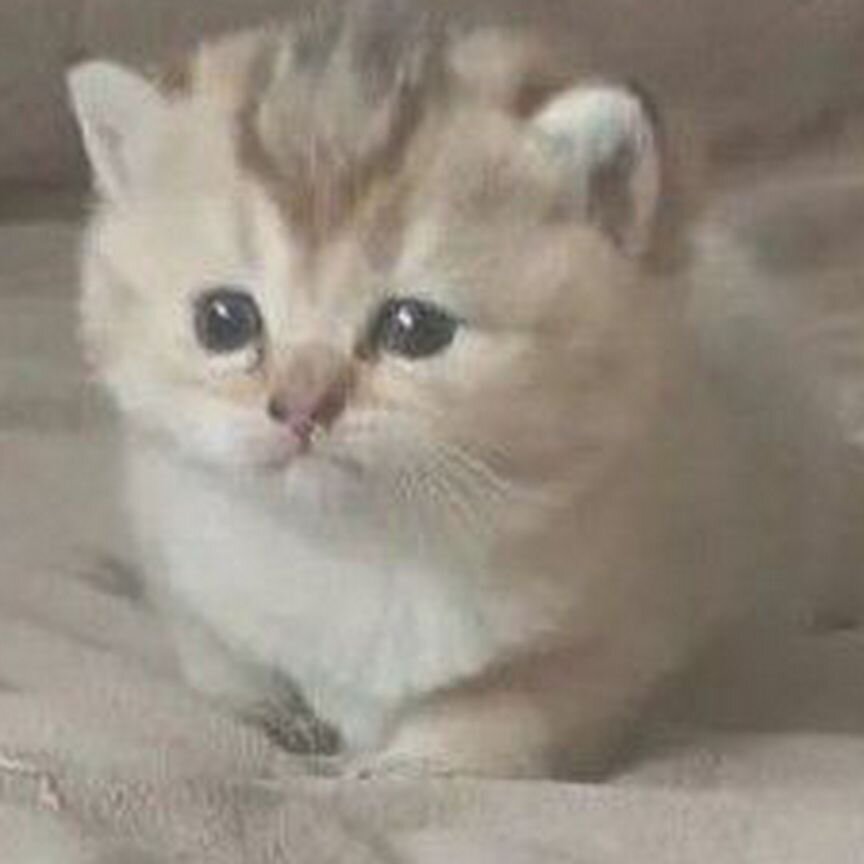 Шотландский прямоухий короткошёрстный котёнок