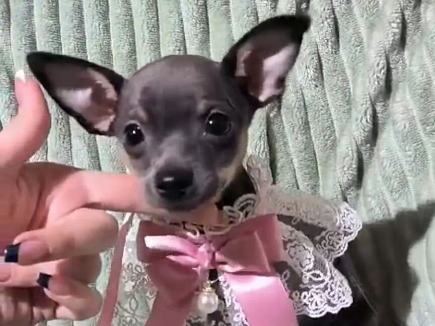 Той-терьер девочка в редком голубом окрасе