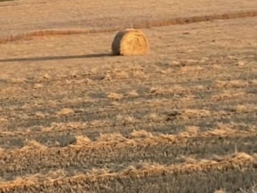 Сено солома