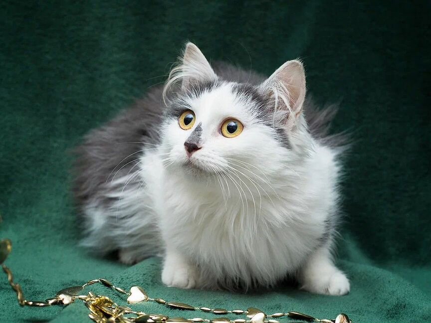 Кошечка Серена мечтает о доме
