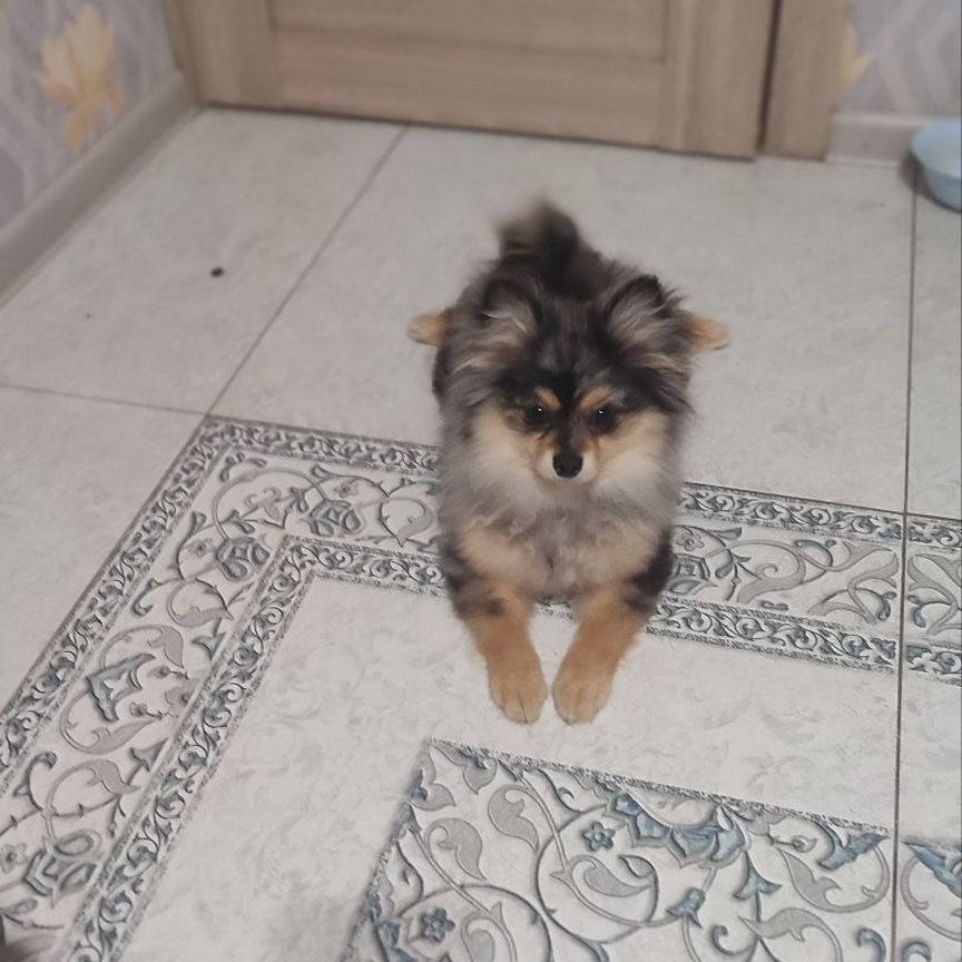 Малый немецкий шпиц