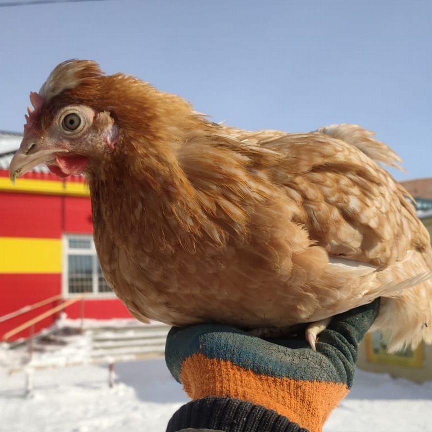 Куры молодки Ломан Браун Оптовикам Доставка