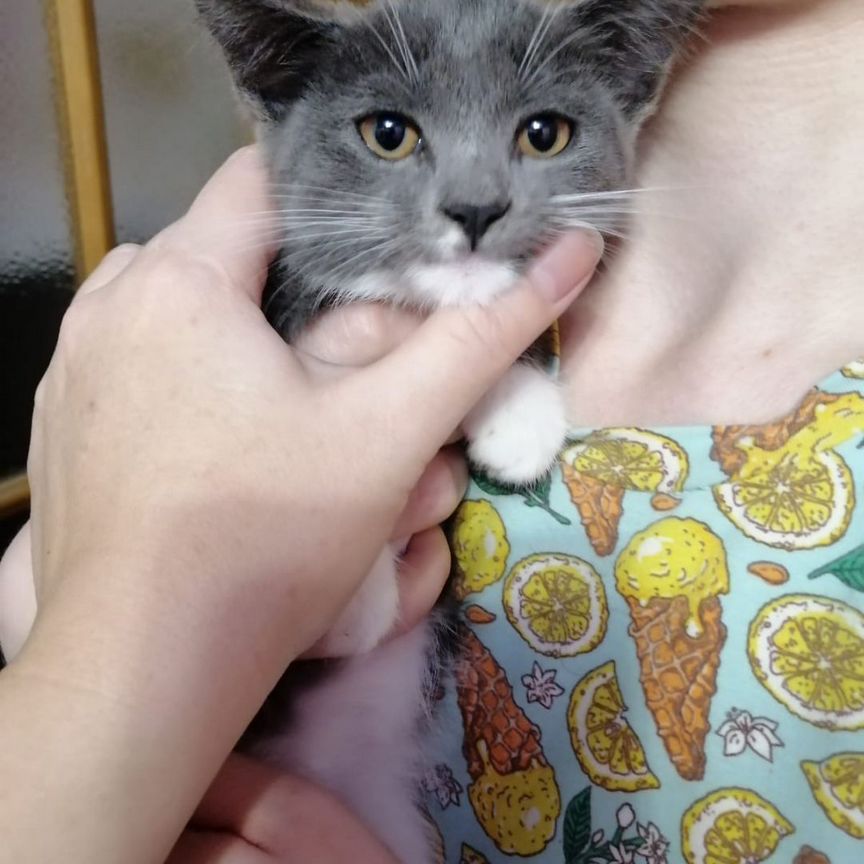 Котëнок в дар