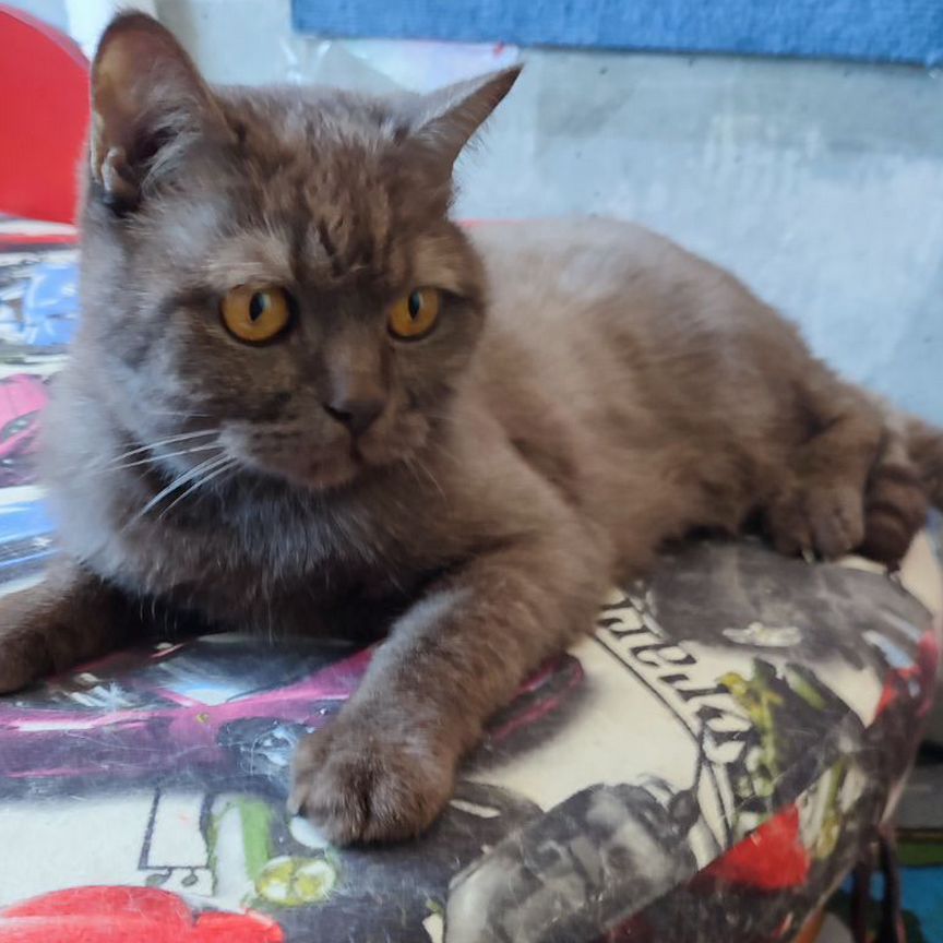 Британский короткошёрстный, взрослый кот