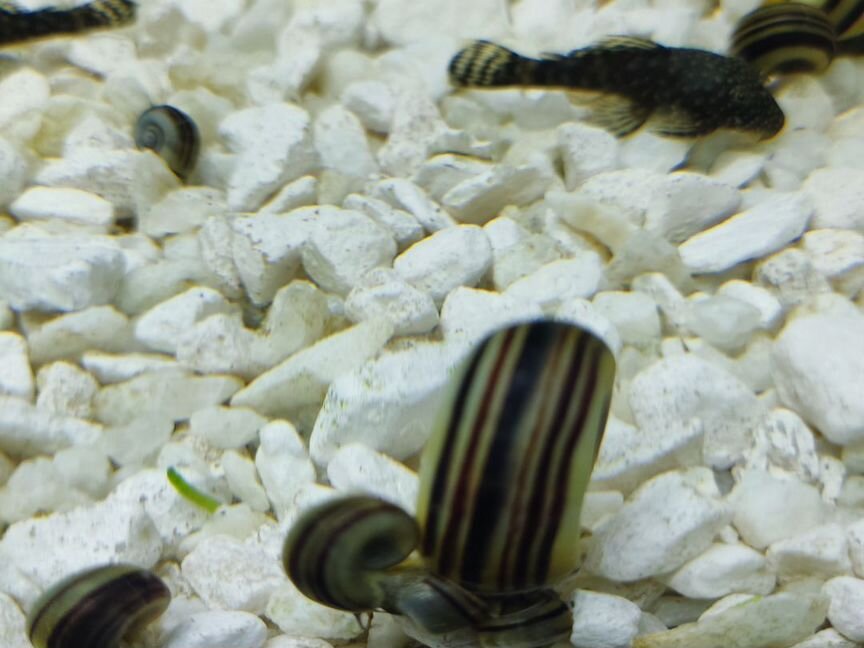 Улитки Мариза