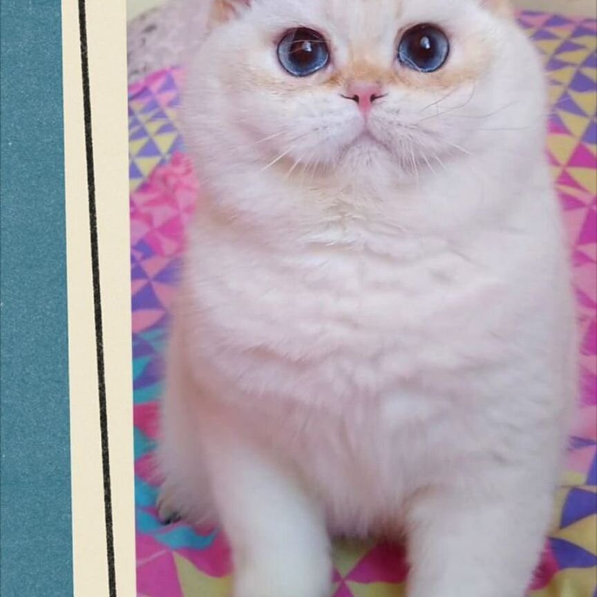 Шотландские котята