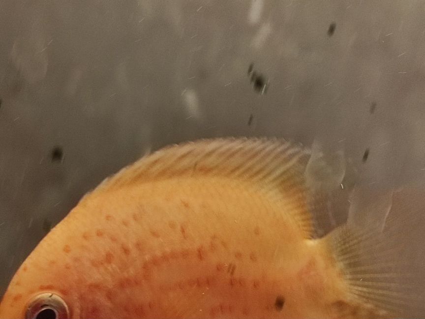 Северум красноточечный