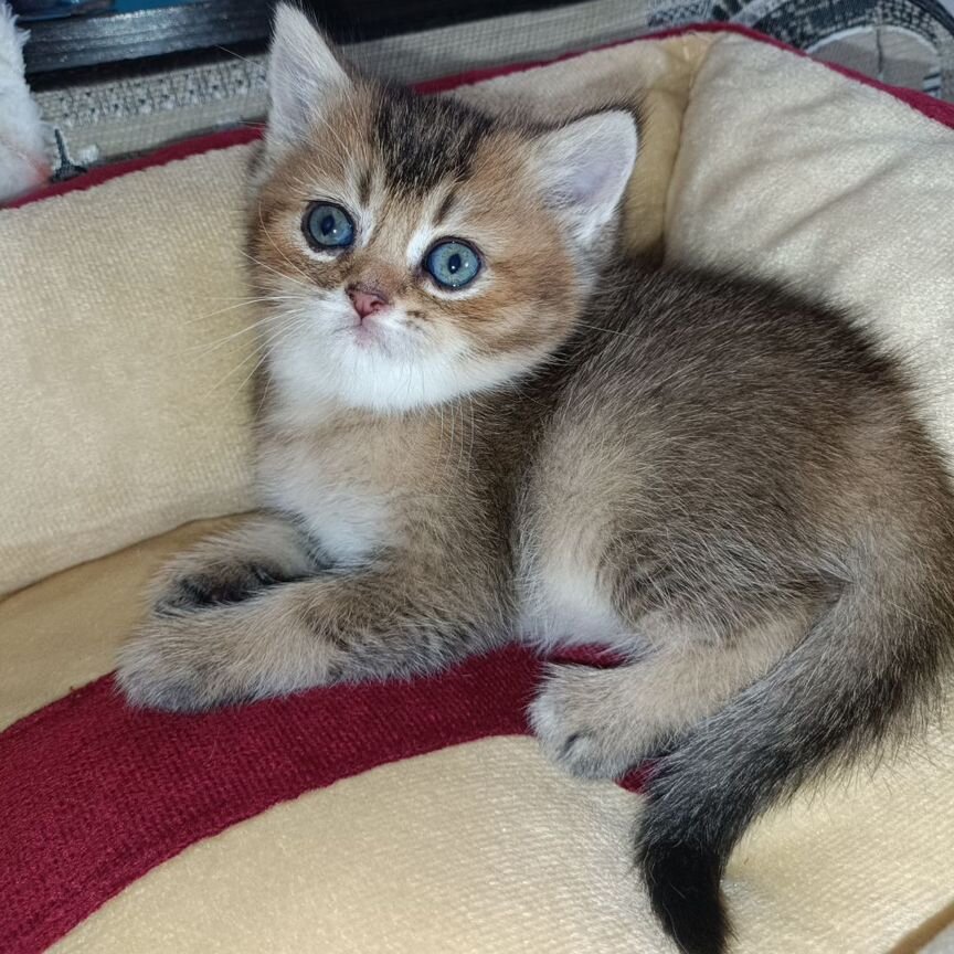 Британские котята