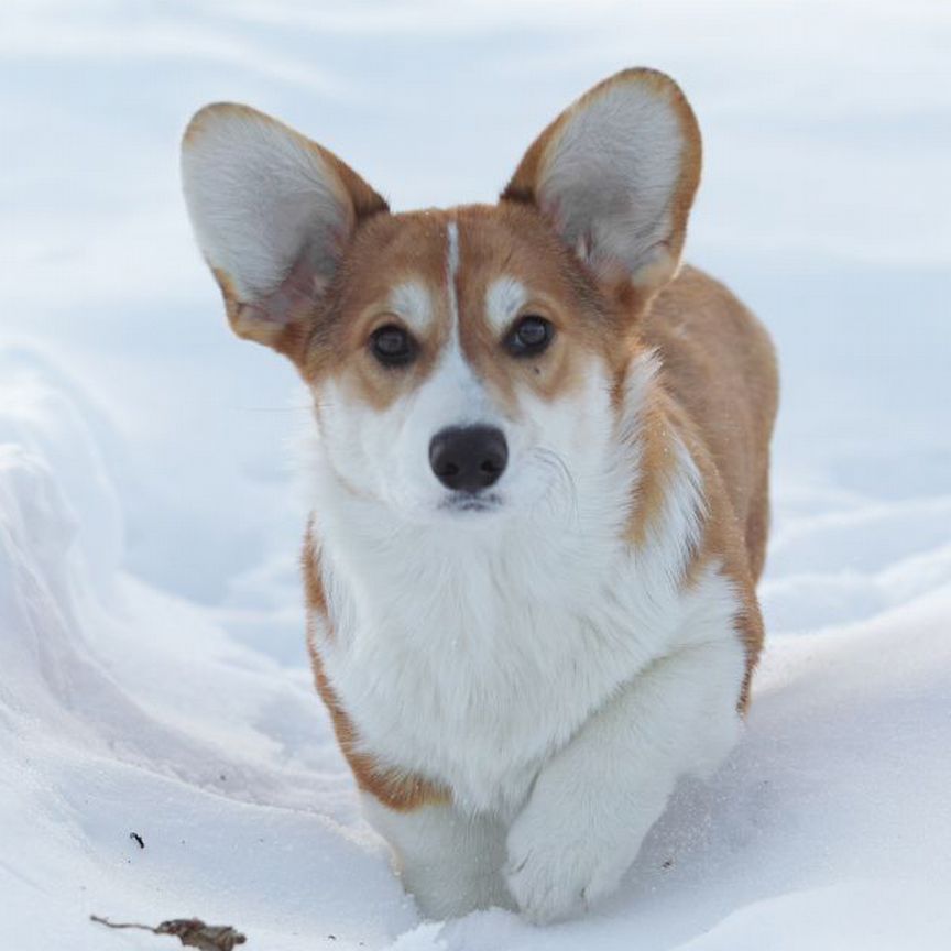 Вельш Корги Пемброк, щенок