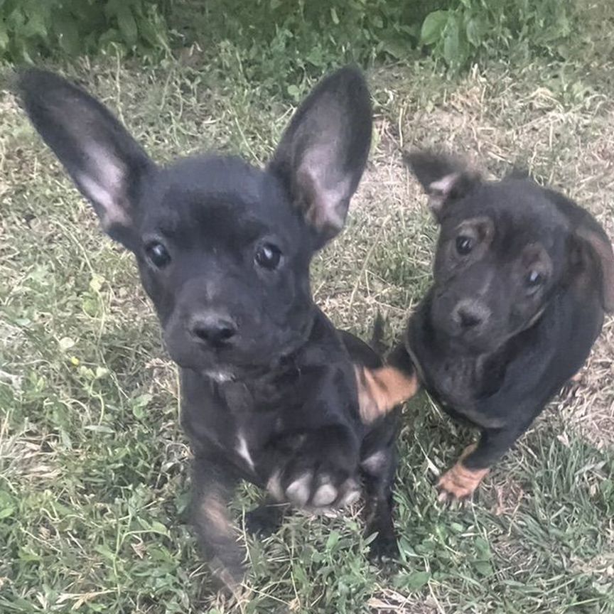 Шенки Бесплатно