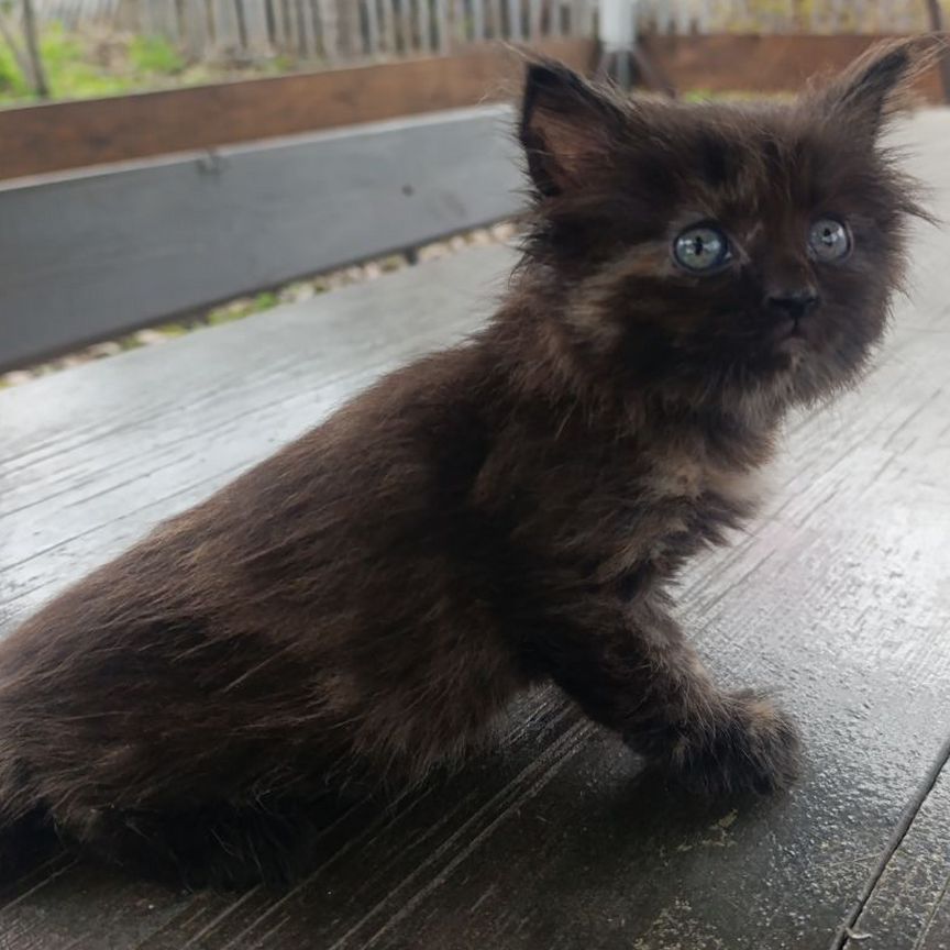 Невский маскарадный котёнок