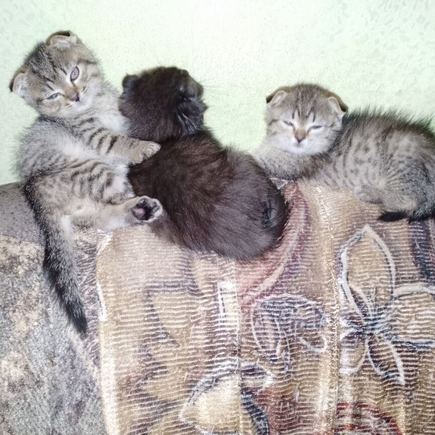 Котята вислоухие метисы