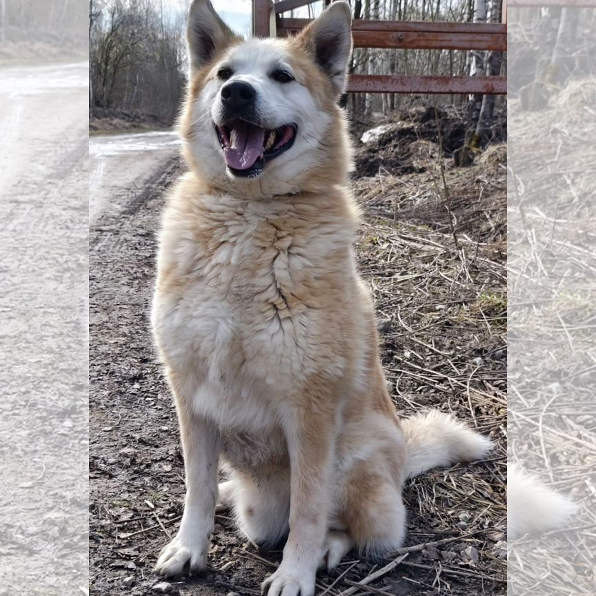 Взрослый пёс в добрые руки