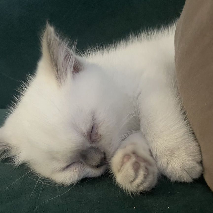 Шотландский вислоухий длинношёрстный котёнок