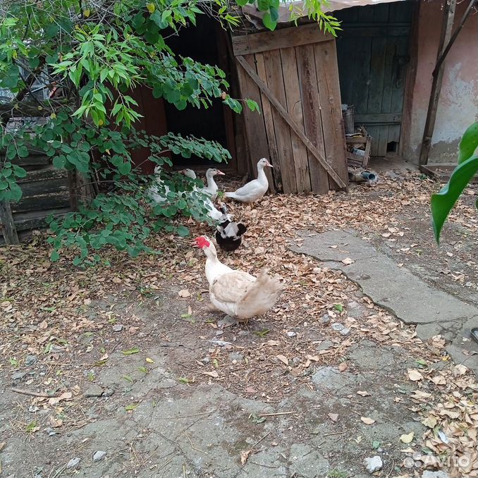 Мускусные утки индоутки индоутята