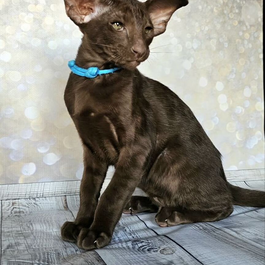 Ориентальный котенок экстрим