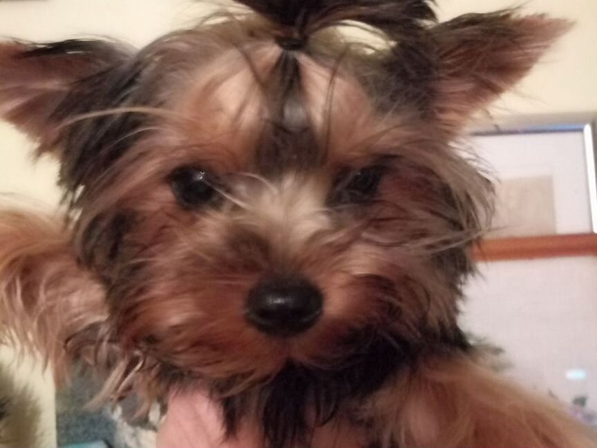 Йоркширский терьер мини щенки