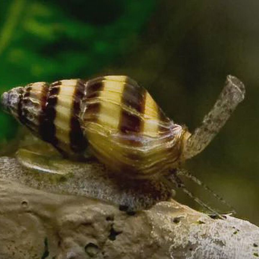 Улитка охотница Селена