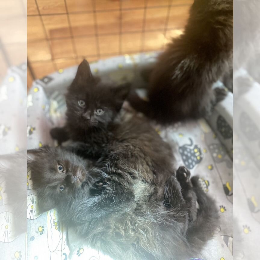 Мейн-кун котёнок