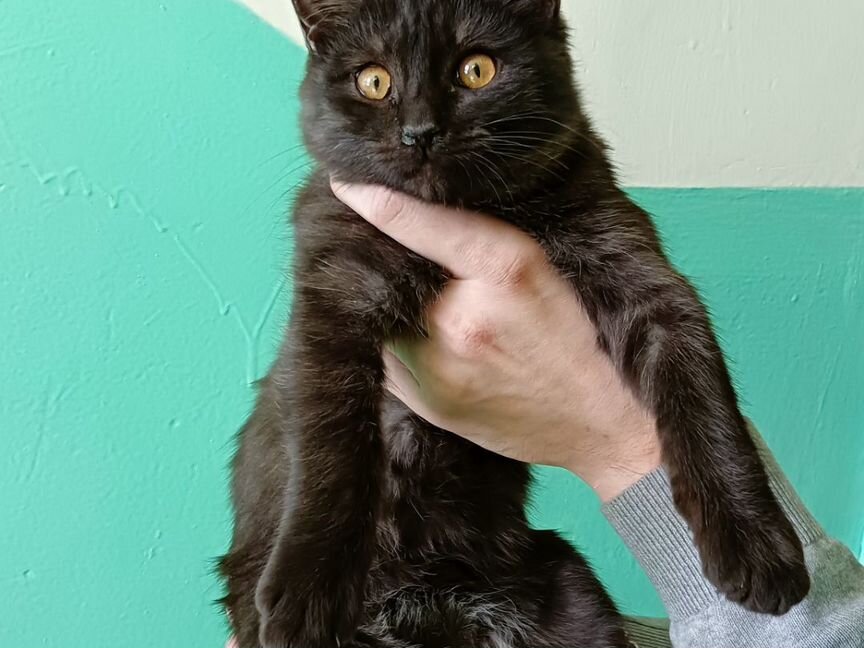 Котик хочет в тепло в добрые руки