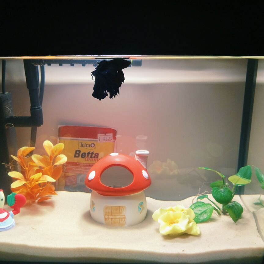 Аквариум с рыбкой