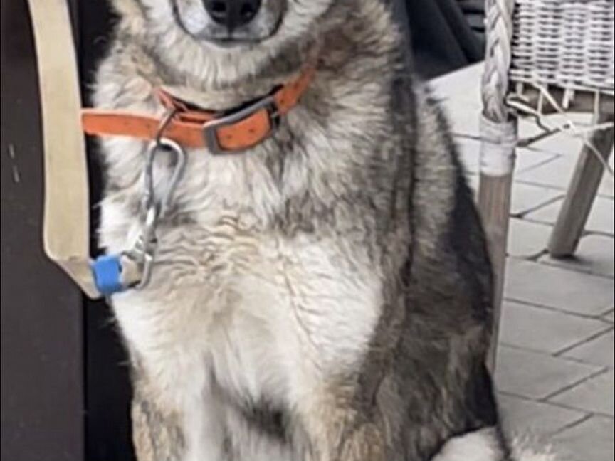 Кобель зсл Вязка