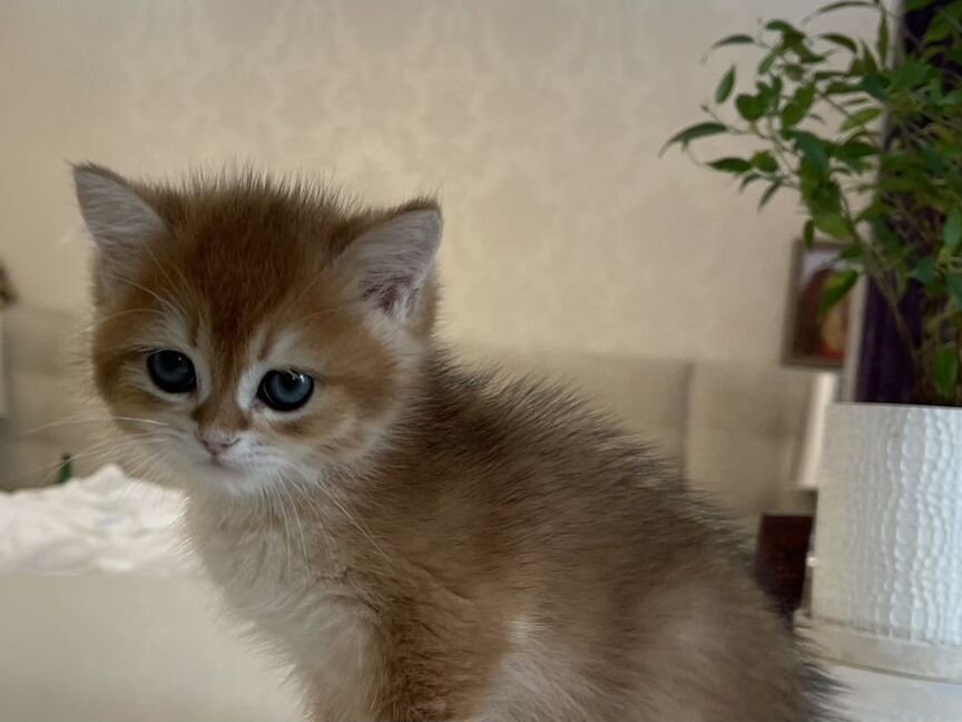 Британские котята золотая шиншилла