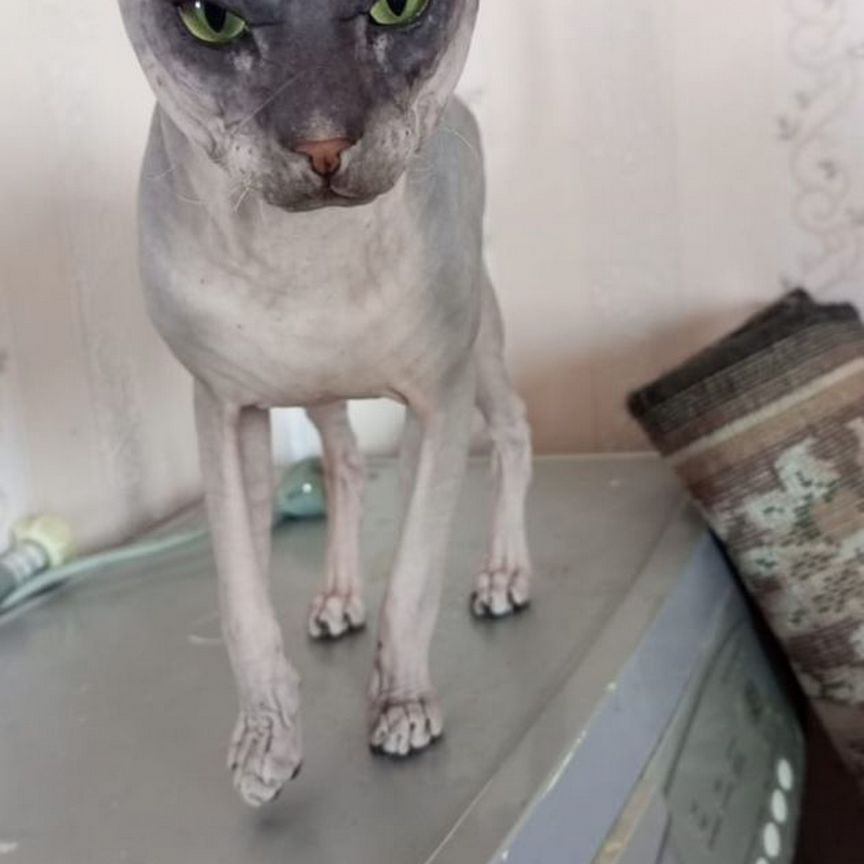 Кот сфинкс