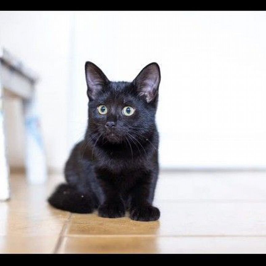 Наш Джексон непоседа и милашка. И он хочет домой