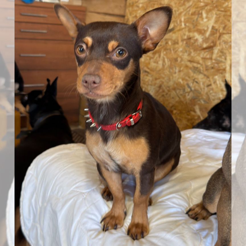 Взрослая собака в добрые руки