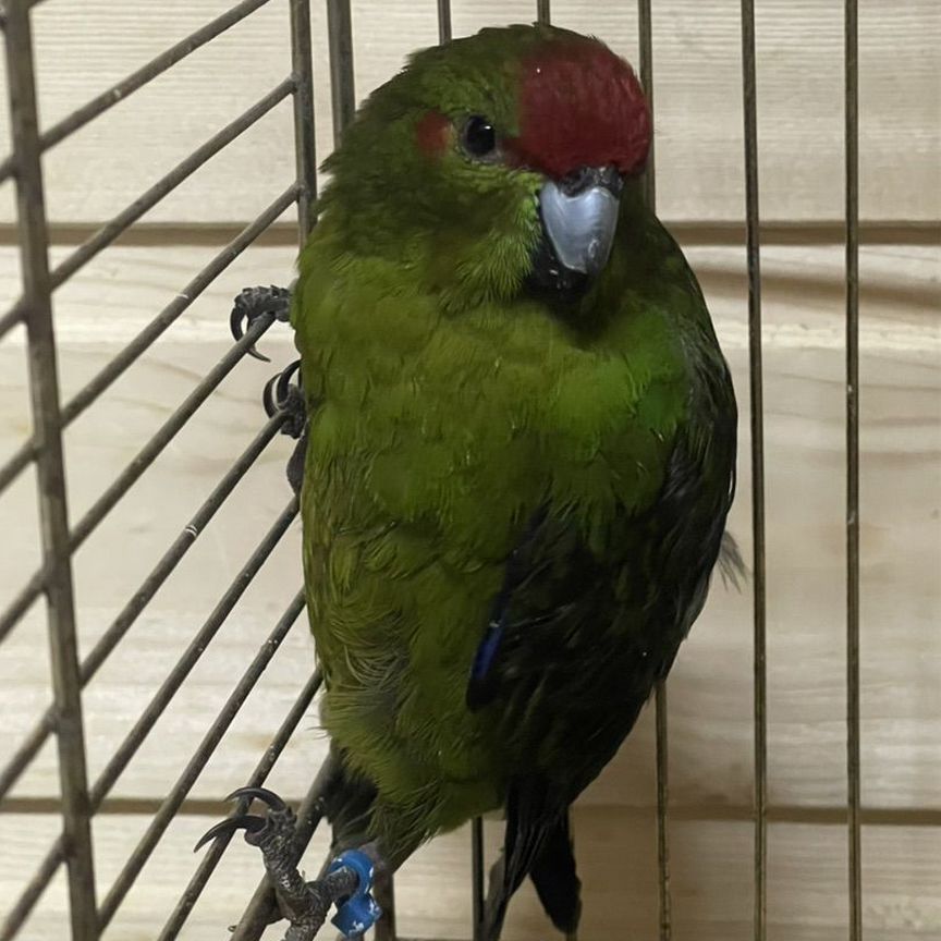 Попугай какарик