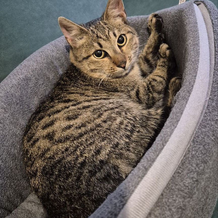 Котёнок