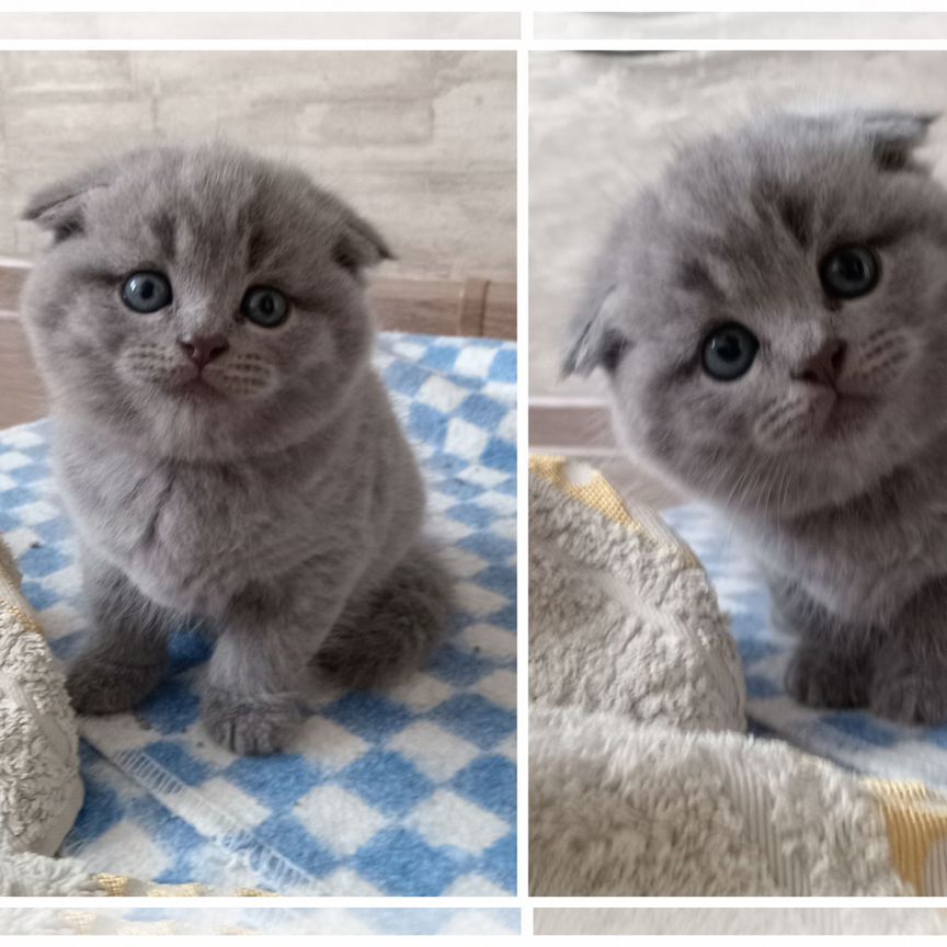 Британские котята