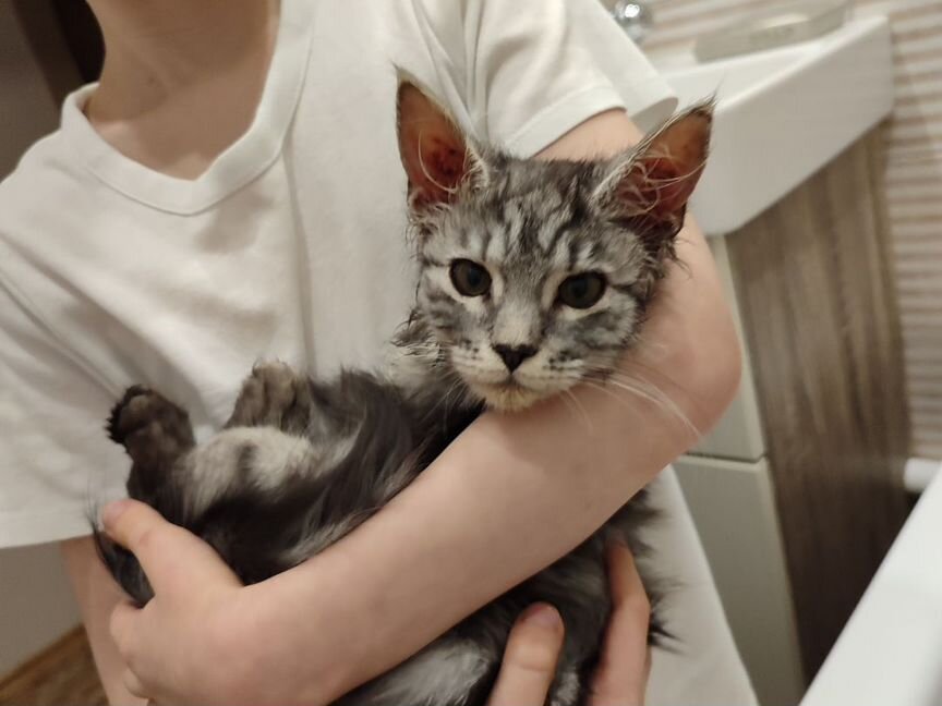 Котенок девочка в дар
