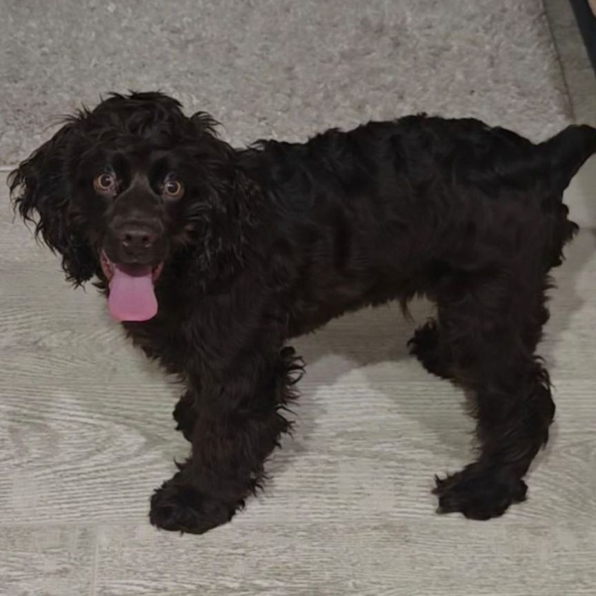 Английский кокер-спаниель, щенок