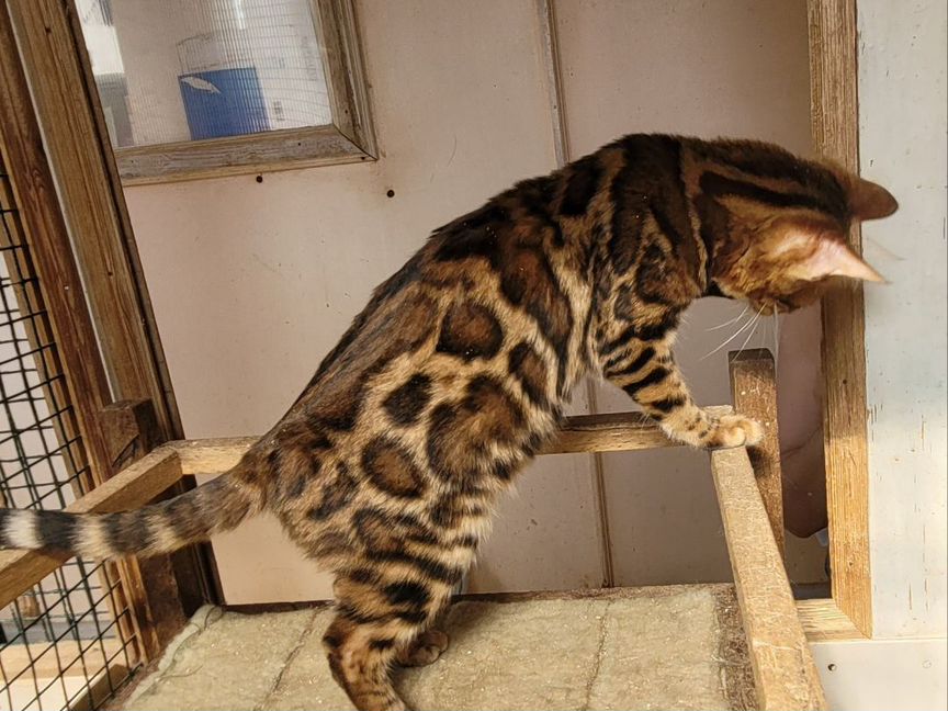 Бенгальские котята