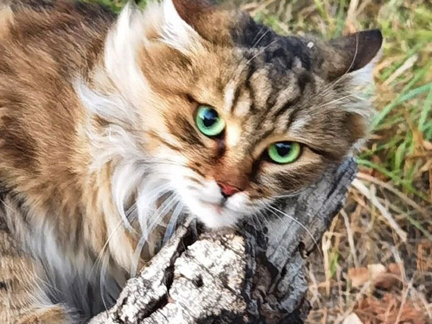 Сибирская кошка