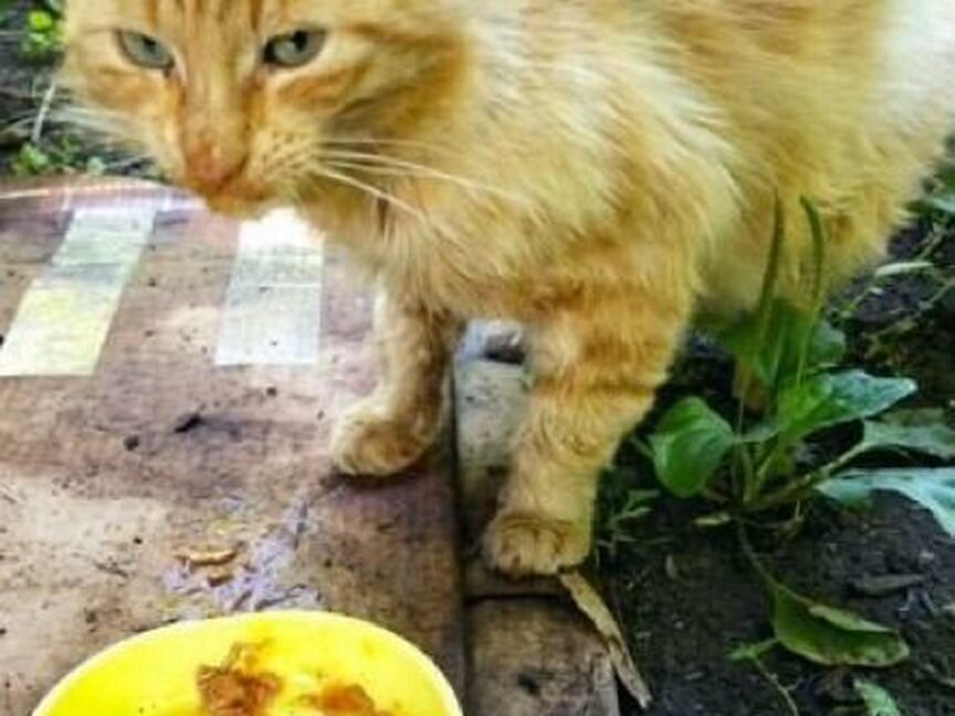 Рыжему нужна помощь