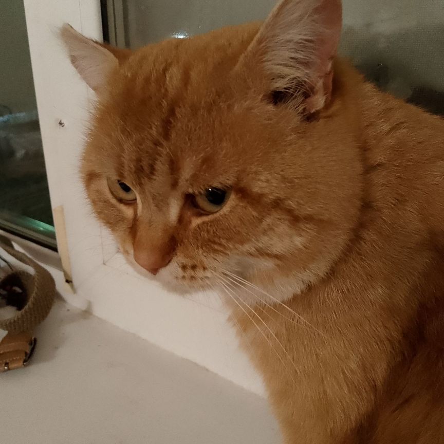 Кот,продаю бесплатно,4 года