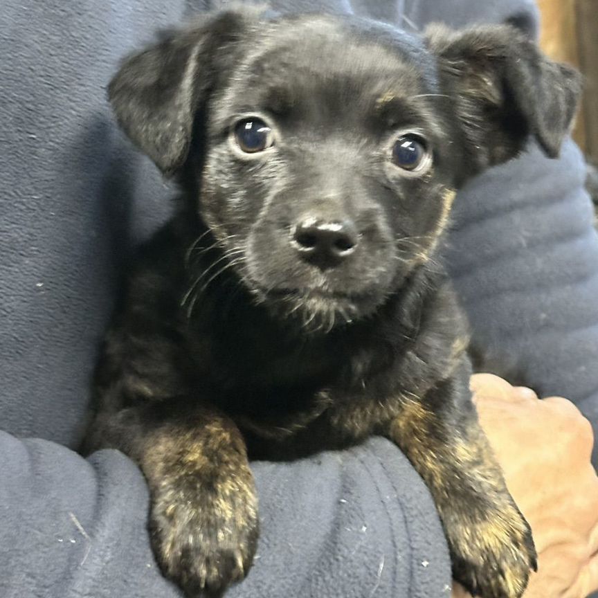 Русский той-терьер, щенок