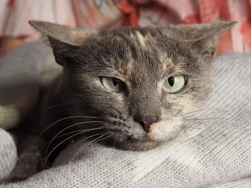 Молодая Кэсси в поисках хозяйки