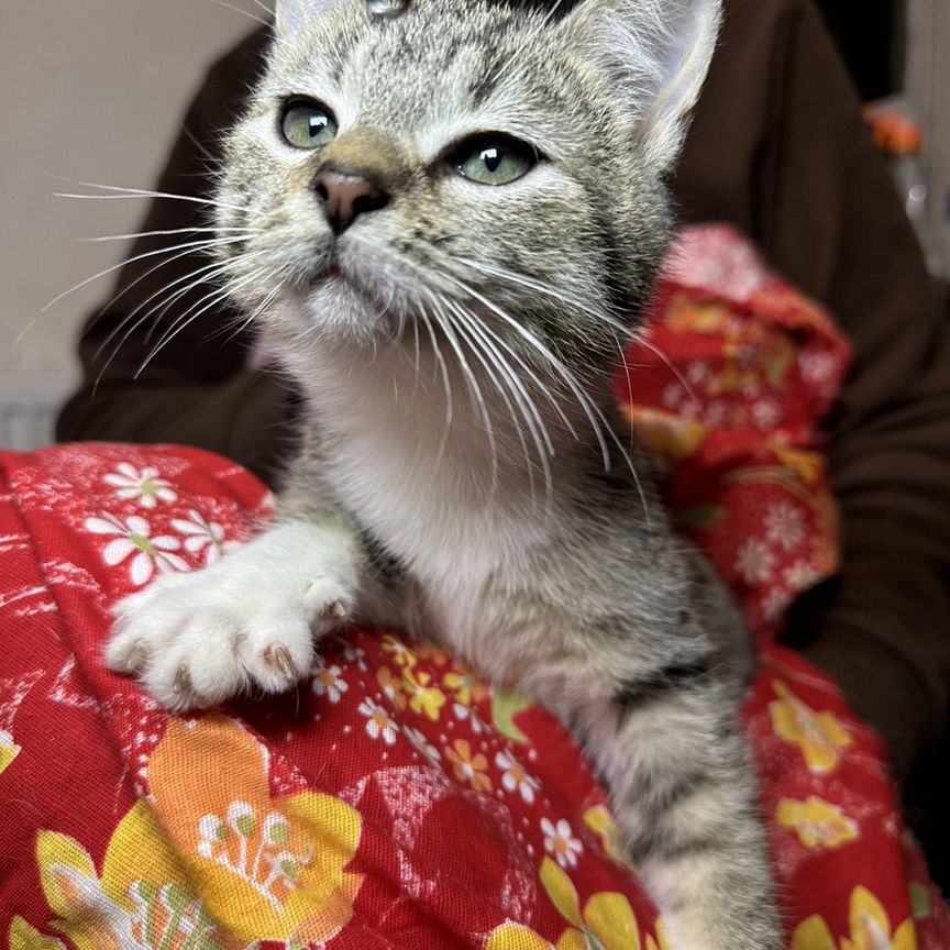 Котенок полосатый белый мальчик