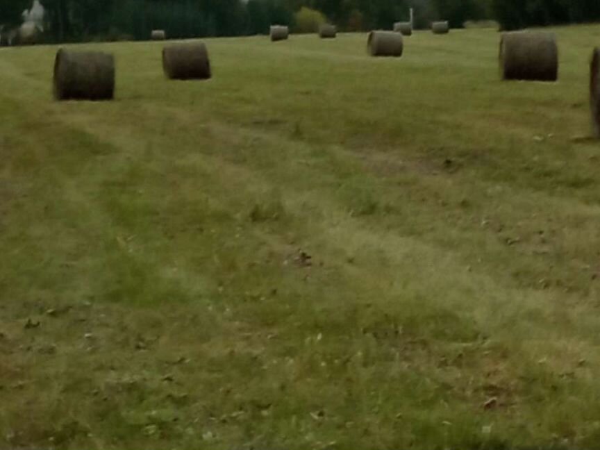 Сено в рулонах 2023