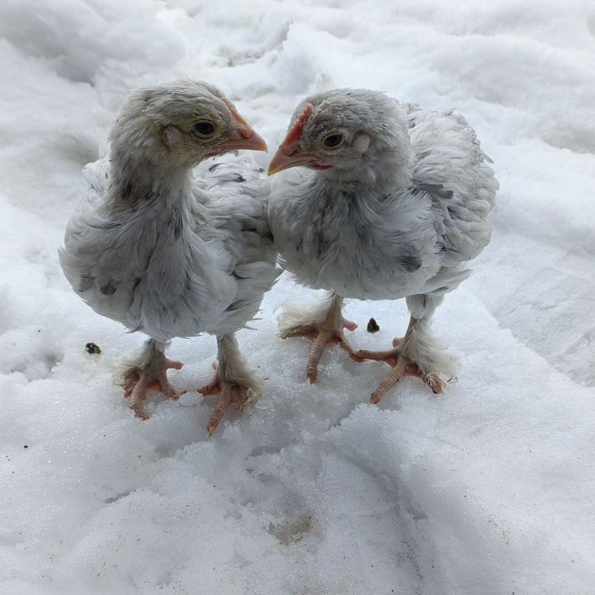Курочка   петушок маран сплэш(серебро)